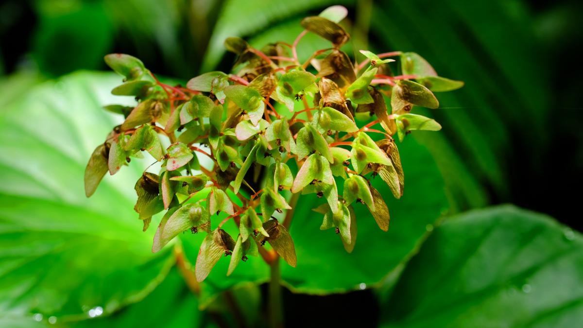 Les 5 plus belles églises de Martinique | Martinique Tour