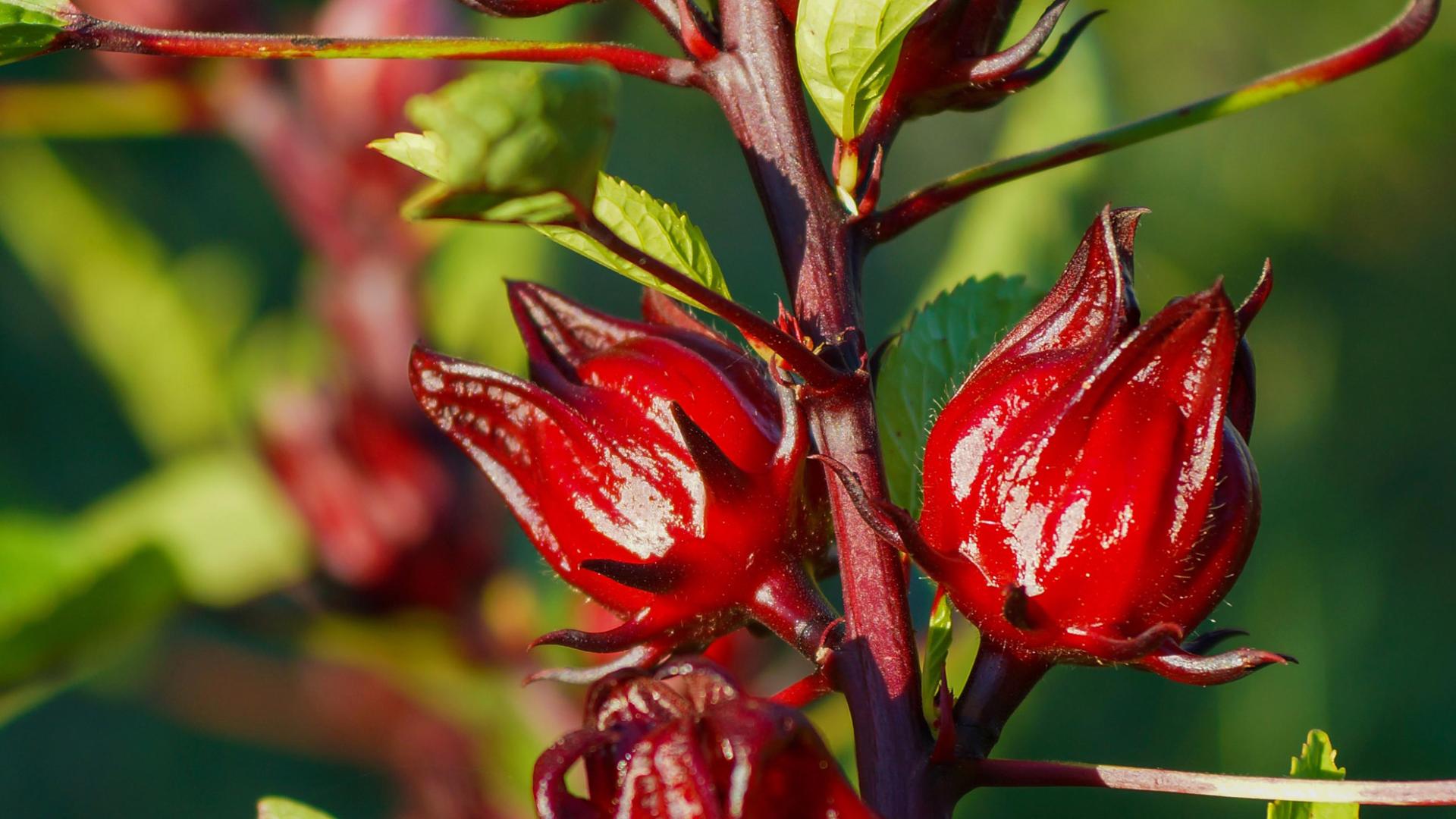 Les Fruits de Martinique | Martinique Tour