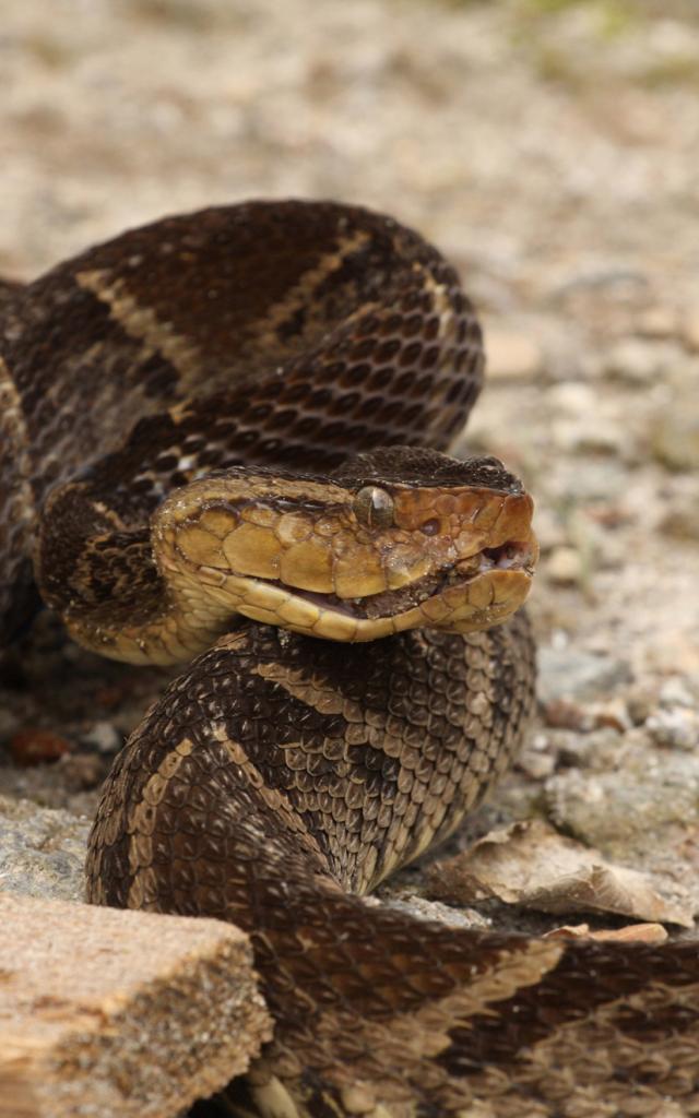 Les espèces Endémiques de Martinique | Martinique Tour