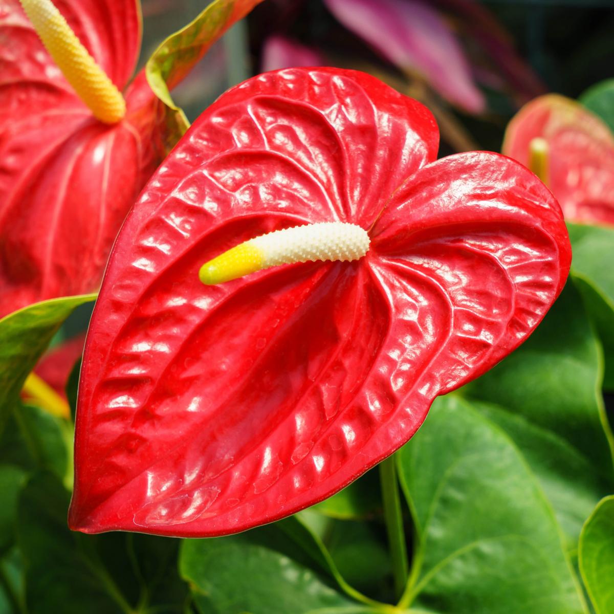 Fleurs de Martinique | Martinique Tour