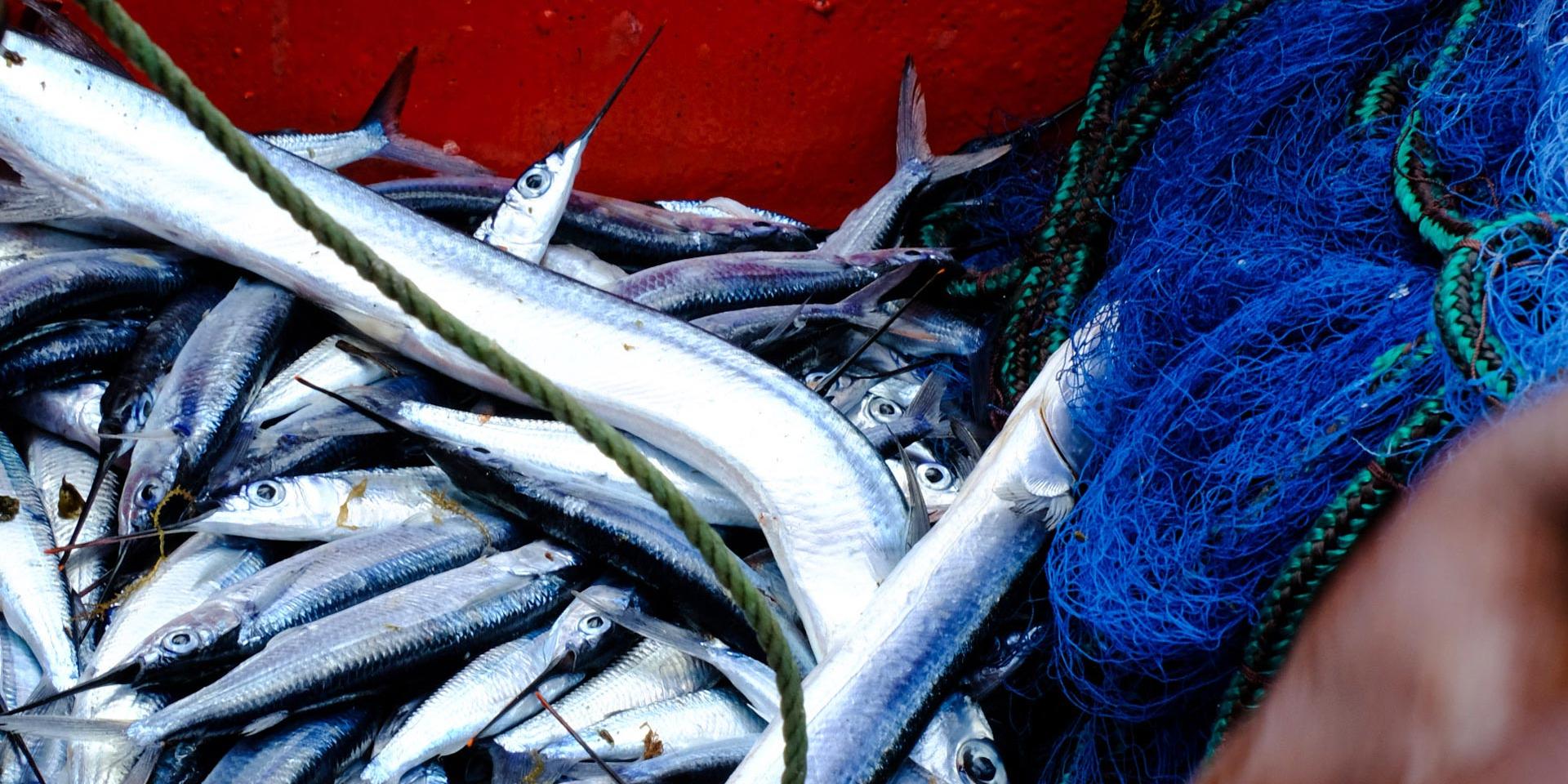 Fishing in Martinique