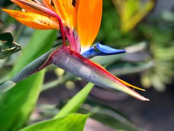 Fauna and Flora of Martinique