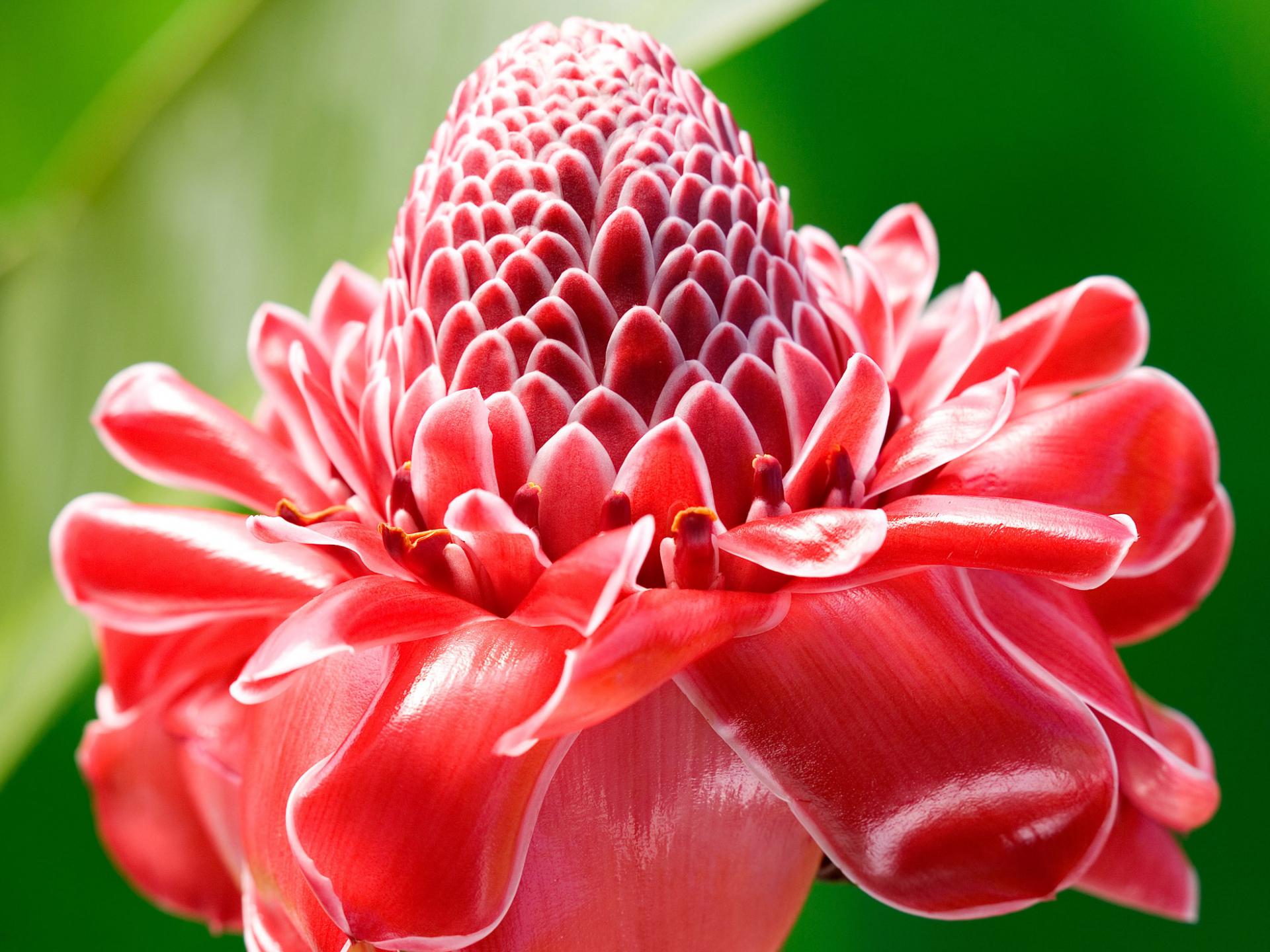 Fleurs de Martinique | Martinique Tour