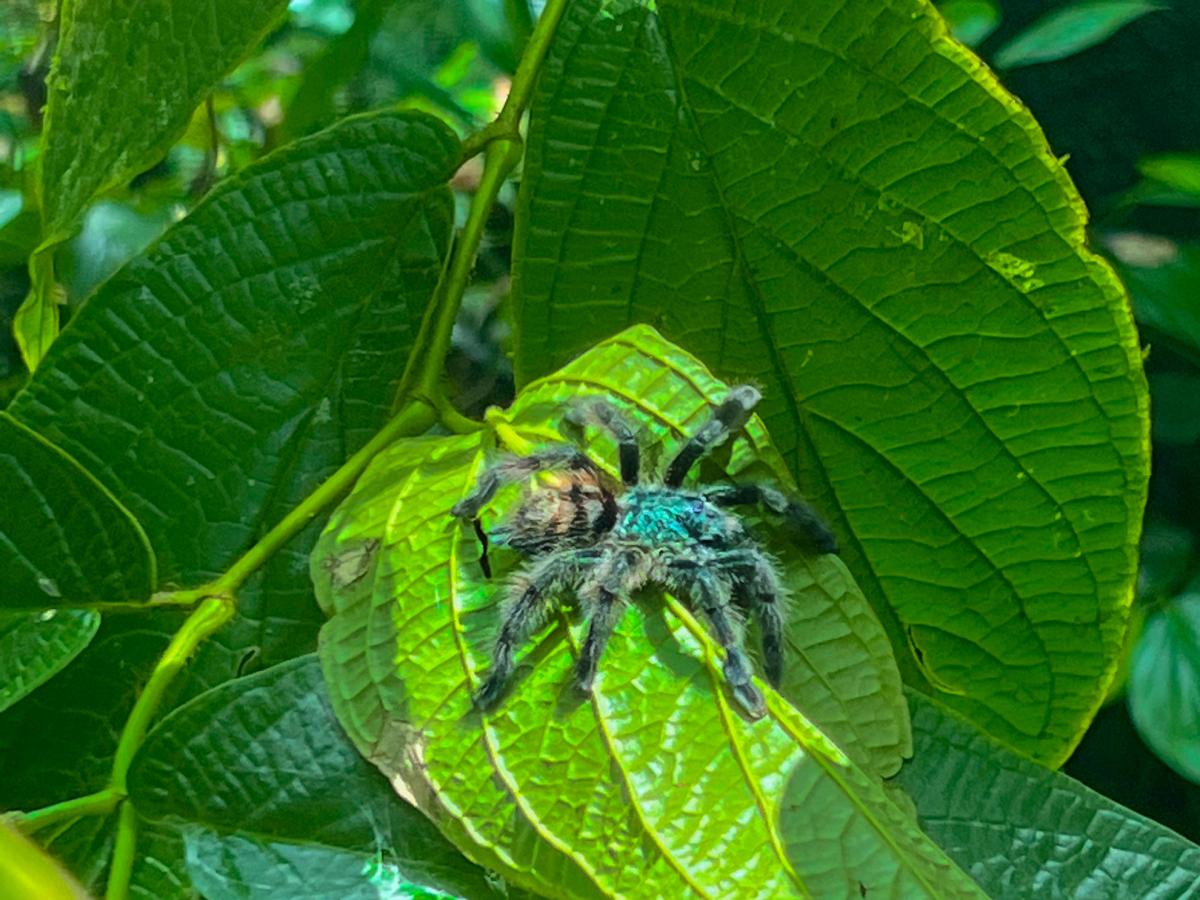 Faune et Flore de la Martinique | Martinique Tour