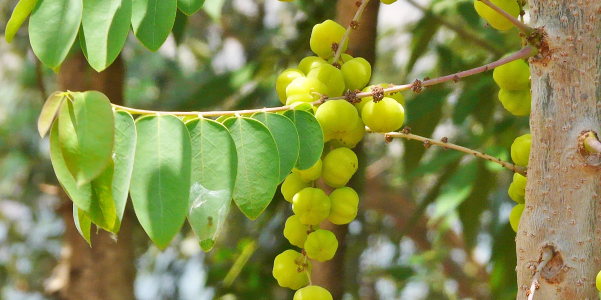 Surette | Martinique Tour